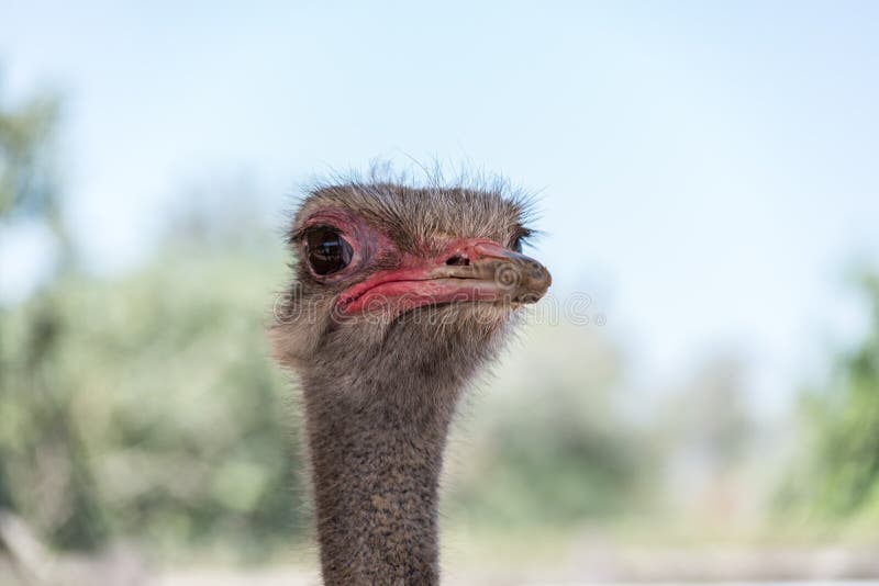 Ostrich face closeup stock photo. Image of long, head - 147389896