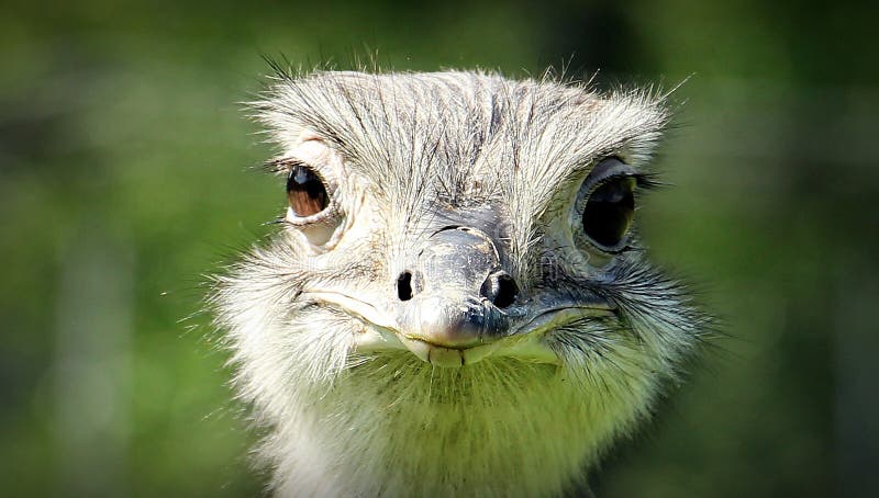 Ostrich Face During Daytime Picture. Image: 82945510