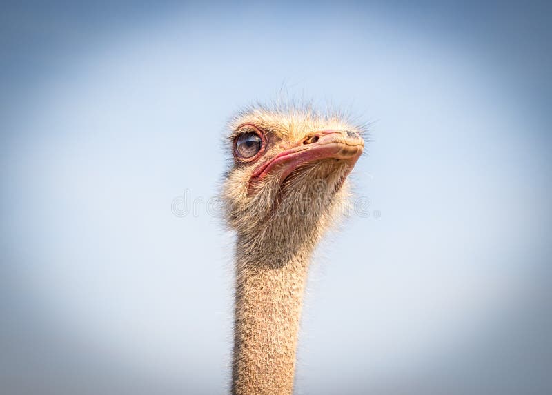 Ostrich Face Isolated Against Blue Sky Stock Image - Image of funny ...