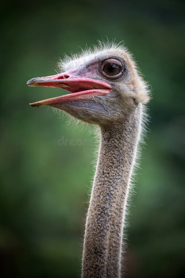 Ostrich face. stock photo. Image of eyes, wildlife, beak - 278491224