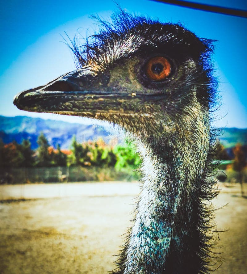 Ostrich face orange eyes stock photo. Image of poster - 253184100