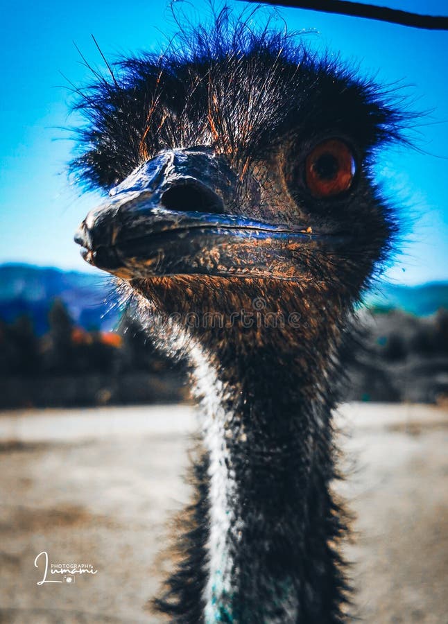 Ostrich face orange eyes stock photo. Image of water - 253184106