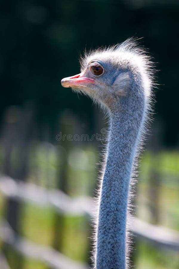 Ostrich Face Portrait Close-up Stock Photo - Image of african, female ...