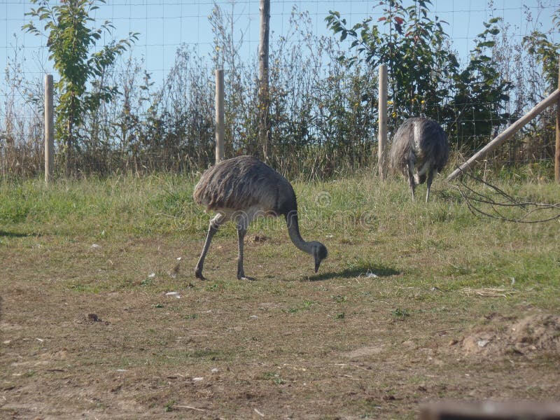 Ostrich on the ground stock photo. Image of national - 37571944