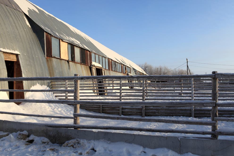 Ostrich farm in winter stock image. Image of cold, agriculture - 28827631