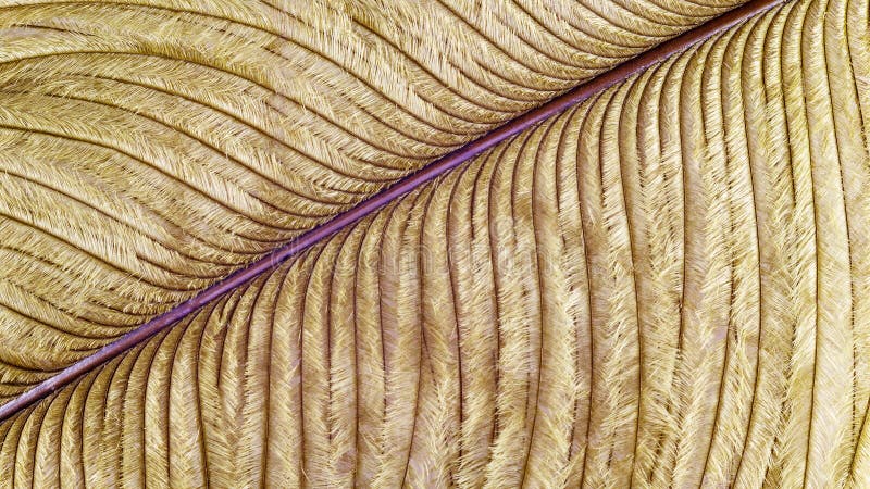 Ostrich feather stock image. Image of feather, softness - 91281799