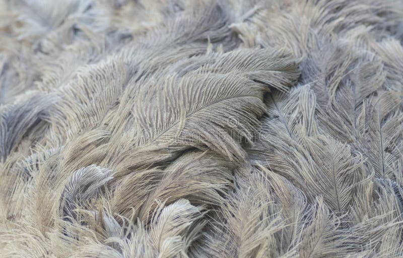 Ostrich feathers stock image. Image of field, fields, bird - 223469