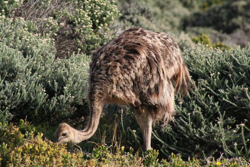 Feeding ostrich photostory stock image. Image of collage - 24723605