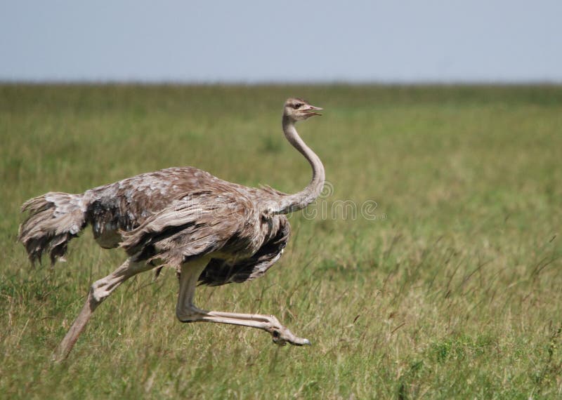 Ostrich Female Running stock image. Image of birds, bird - 14513879