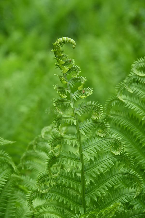 Closeup of a Vertical Ostrich Fern Frond with a Curved End Stock Image ...