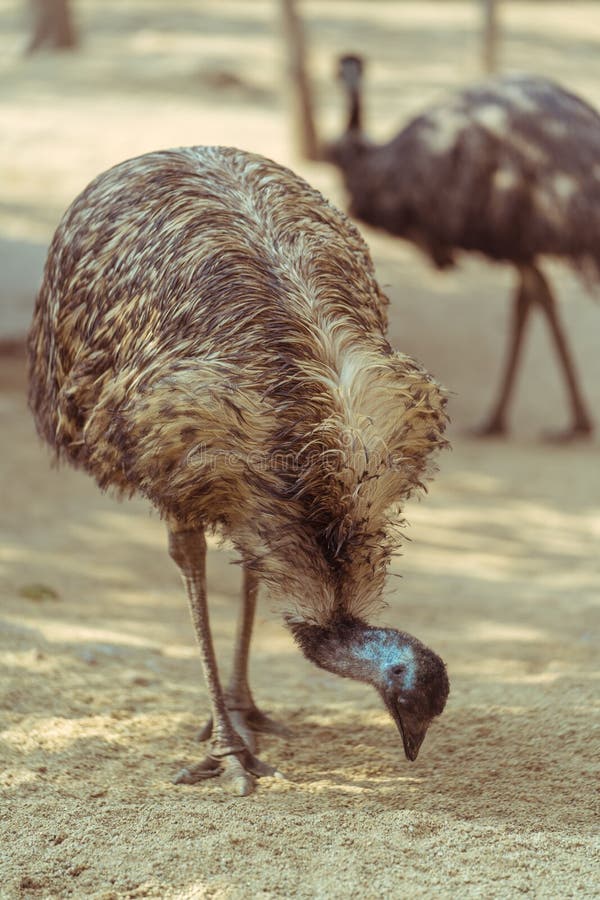Ostrich for food stock photo. Image of sightseeing, outdoor - 119499192