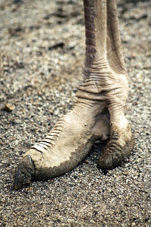 Ostrich foot stock image. Image of birds, ostrich, animal - 48159591