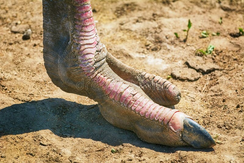 Ostrich foot stock image. Image of foot, bigfoot, step - 26078059