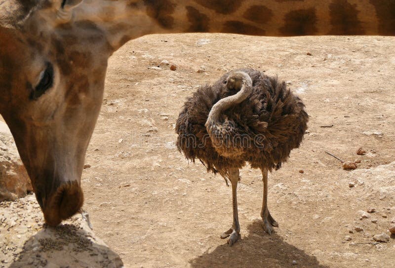 Giraffe and ostrich stock image. Image of wild, africa - 4789783