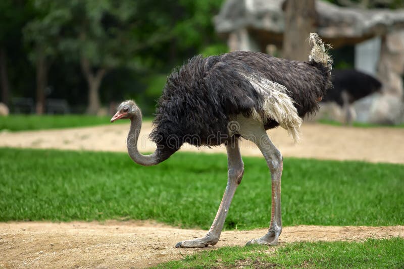 Ostrich stock image. Image of animal, bird, ostrich - 189911475