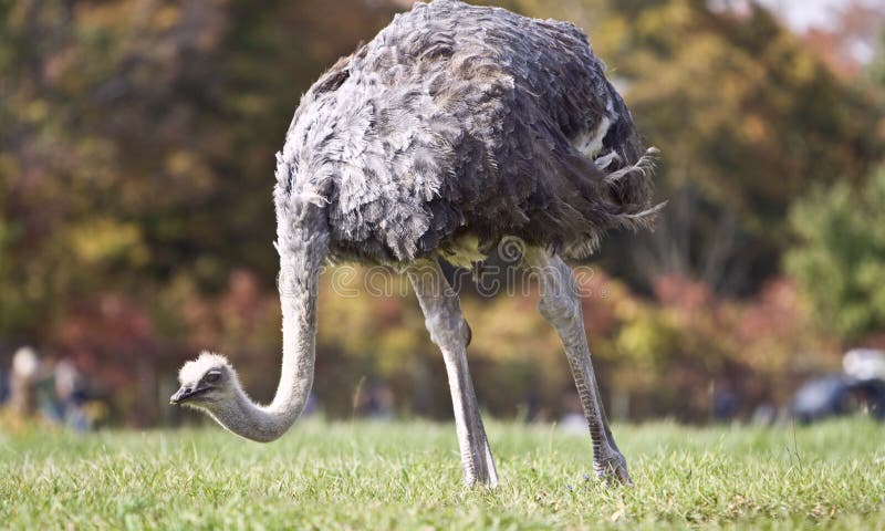 Ostrich in a grass stock image. Image of group, curiousness - 9546421