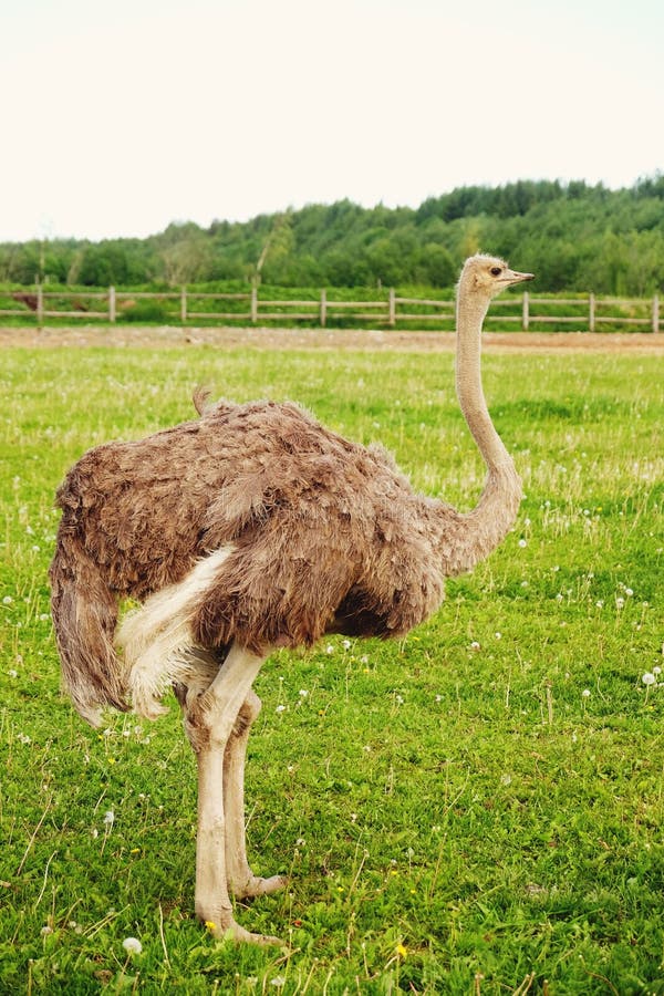 Ostrich on Grass, Summer Time Stock Photo - Image of neck, safari ...