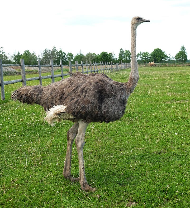 Ostrich on Grass, Summer Time Stock Photo - Image of africa, neck ...