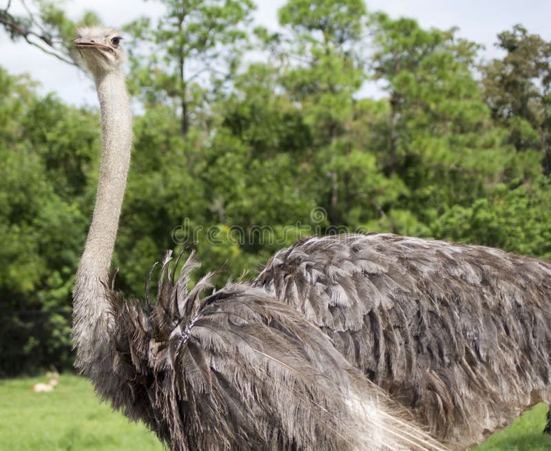 Ostrich stock image. Image of bird, ostrich, animal, life - 67300743