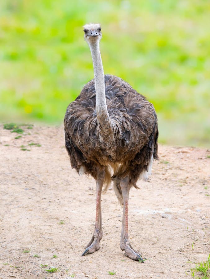 Ostrich on green grass stock photo. Image of arid, kenya - 34116518