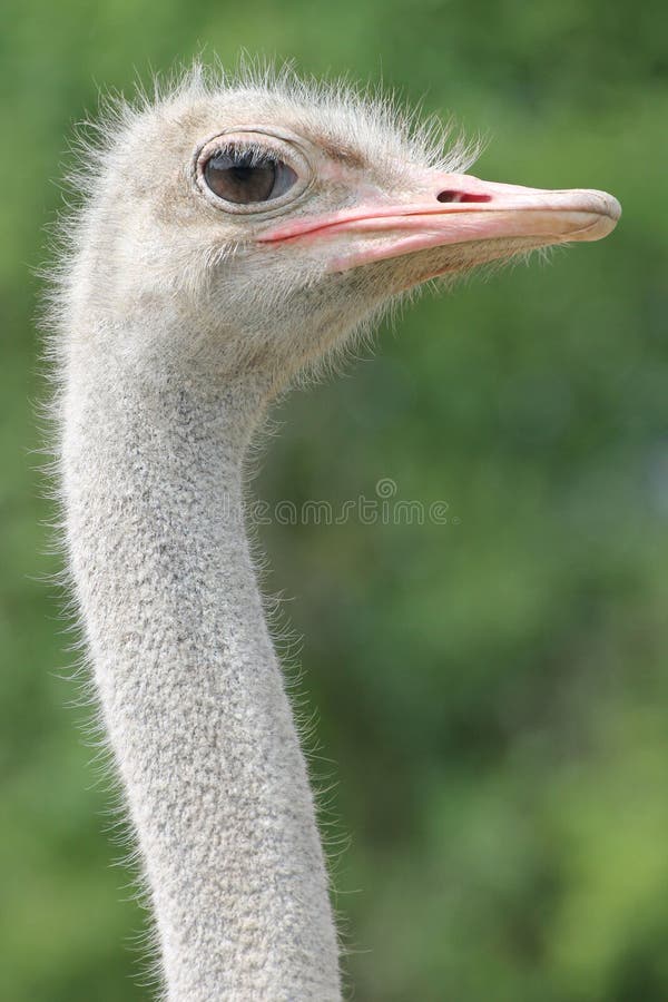 Ostrich stock photo. Image of zoological, ostrich, wildlife - 44712956