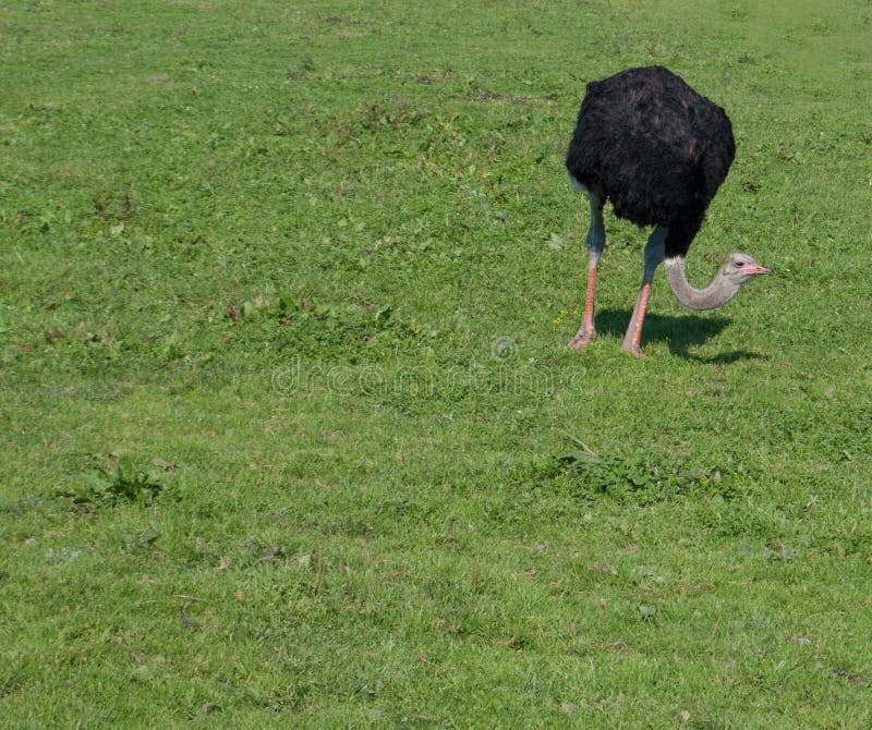 Ostrich on field stock image. Image of large, farm, gaze - 29994715