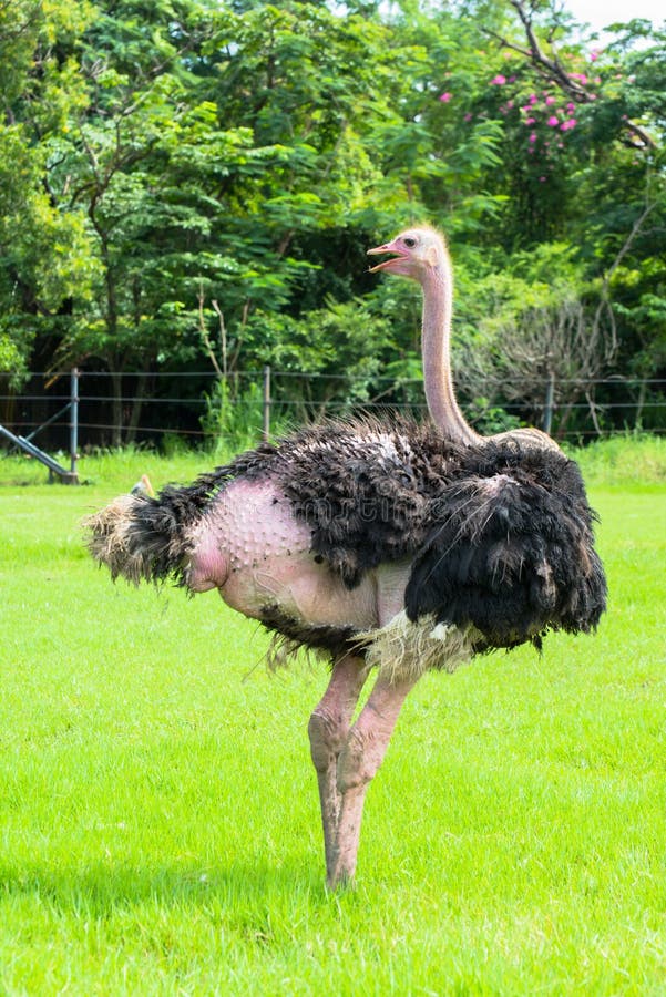 Ostrich on green grass stock photo. Image of arid, kenya - 34116518