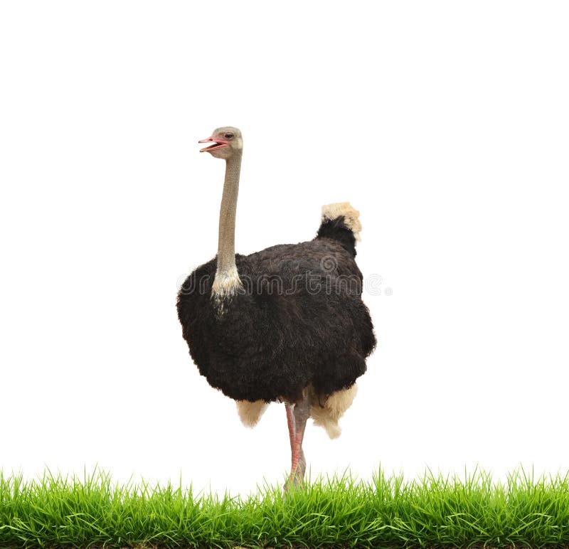 Ostrich With Green Gress Isolated Stock Photo - Image of background ...