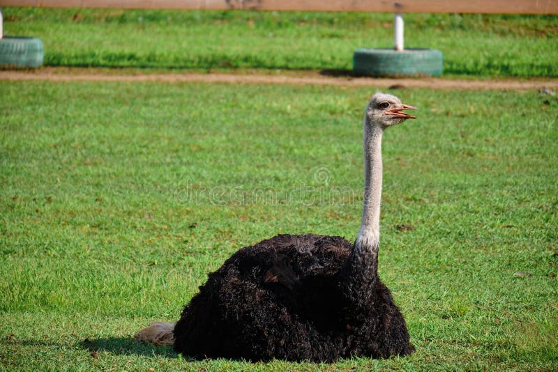 Ostrich on the green lawn stock image. Image of field - 233494669