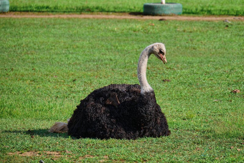 Ostrich on the green lawn stock photo. Image of africa - 235382020