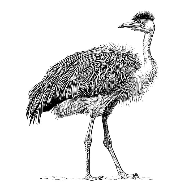 Ostrich Hand Drawn Engraving Style Sketch Stock Vector - Illustration ...