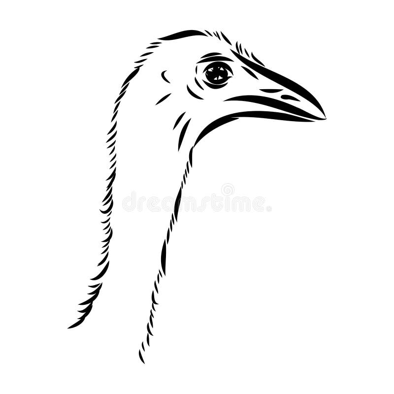 Ostrich Hand Drawn Vector Animal Illustration Ostrich Vector Stock ...
