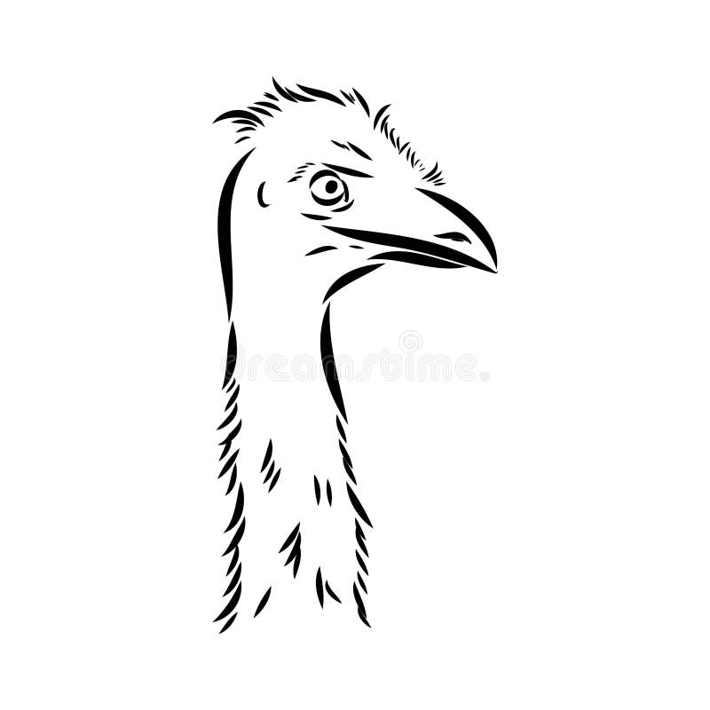 Ostrich Hand Drawn Vector Animal Illustration Ostrich Vector Stock ...