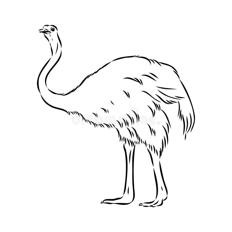 Emu Face Outline Stock Illustrations – 39 Emu Face Outline Stock ...