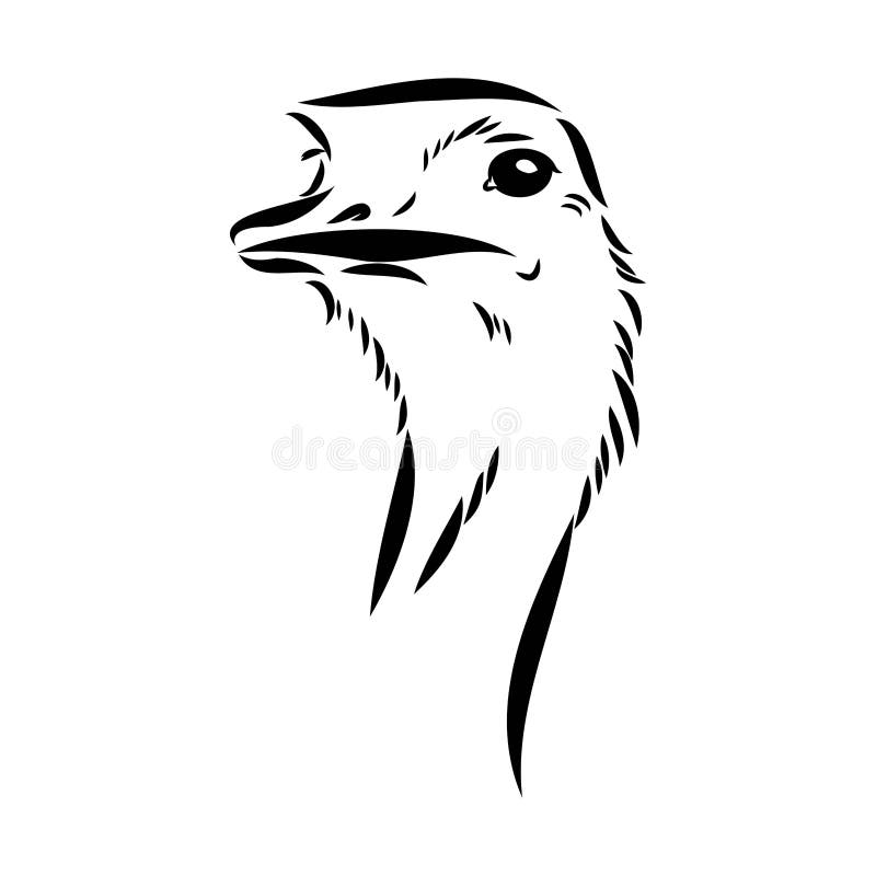 Ostrich Hand Drawn Vector Animal Illustration Ostrich Vector Stock ...