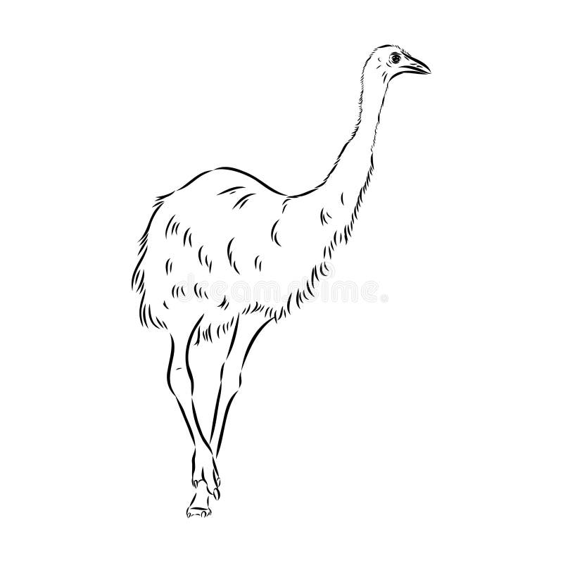 Ostrich Hand Drawn Vector Animal Illustration Ostrich Vector Stock ...