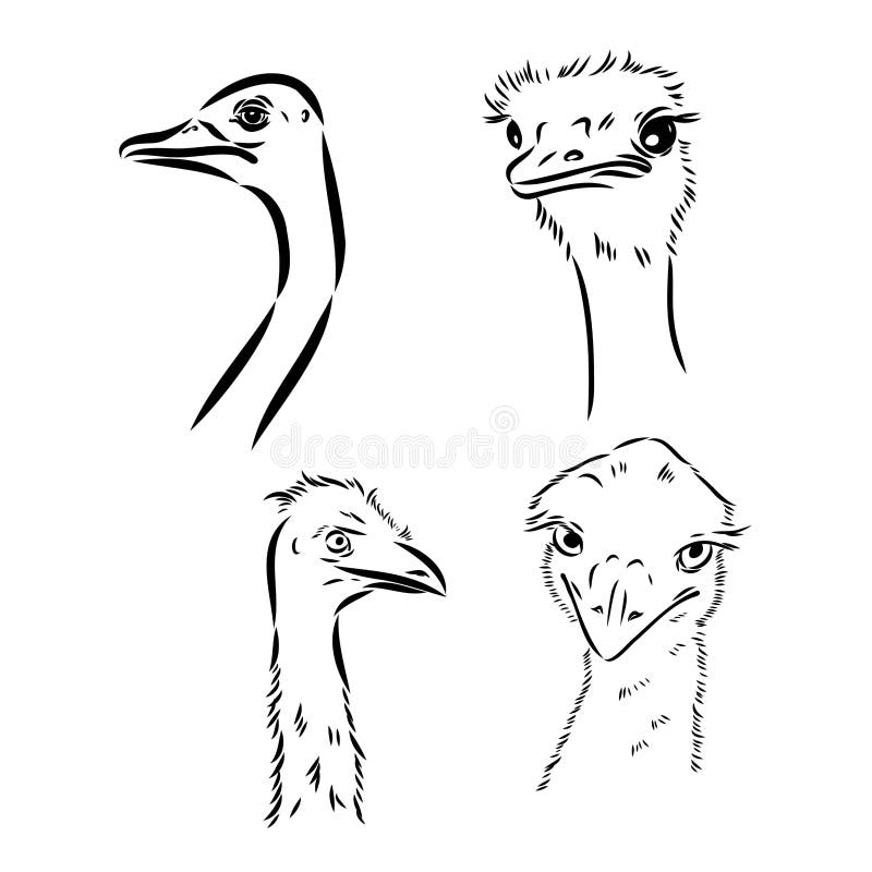 Ostrich Hand Drawn Vector Animal Illustration Ostrich Vector Stock ...
