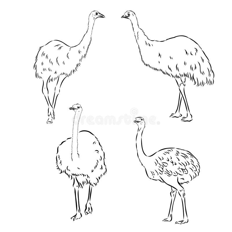 Ostrich Hand Drawn Vector Animal Illustration Ostrich Vector Stock ...