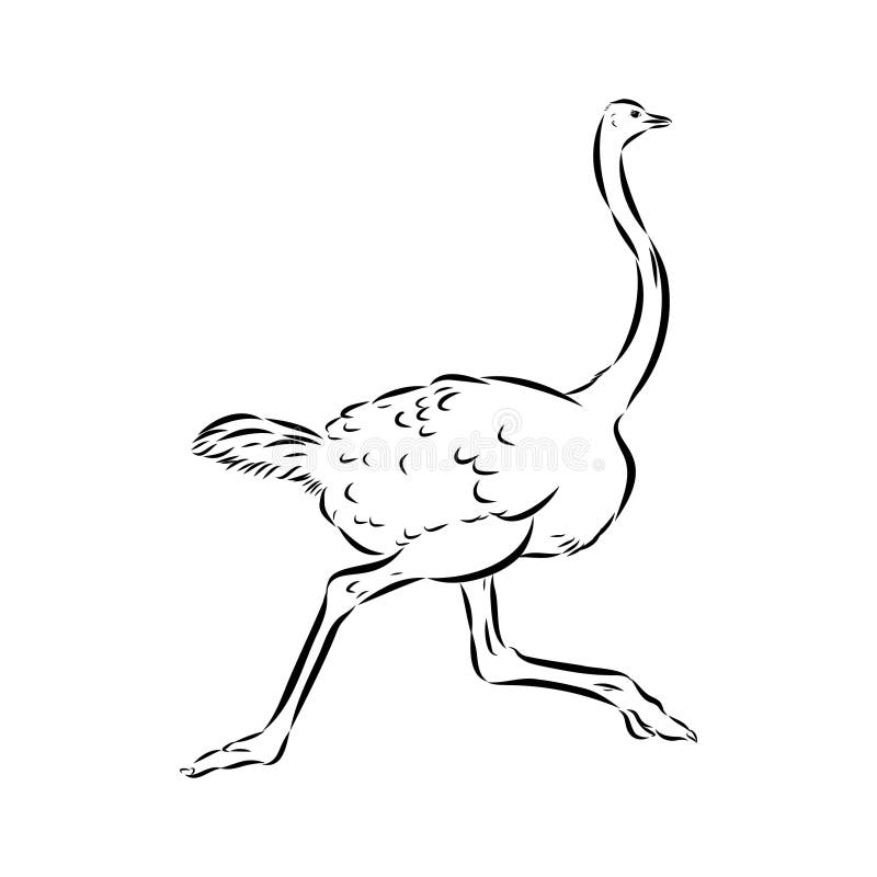 Ostrich Hand Drawn Vector Animal Illustration Ostrich Vector Stock ...