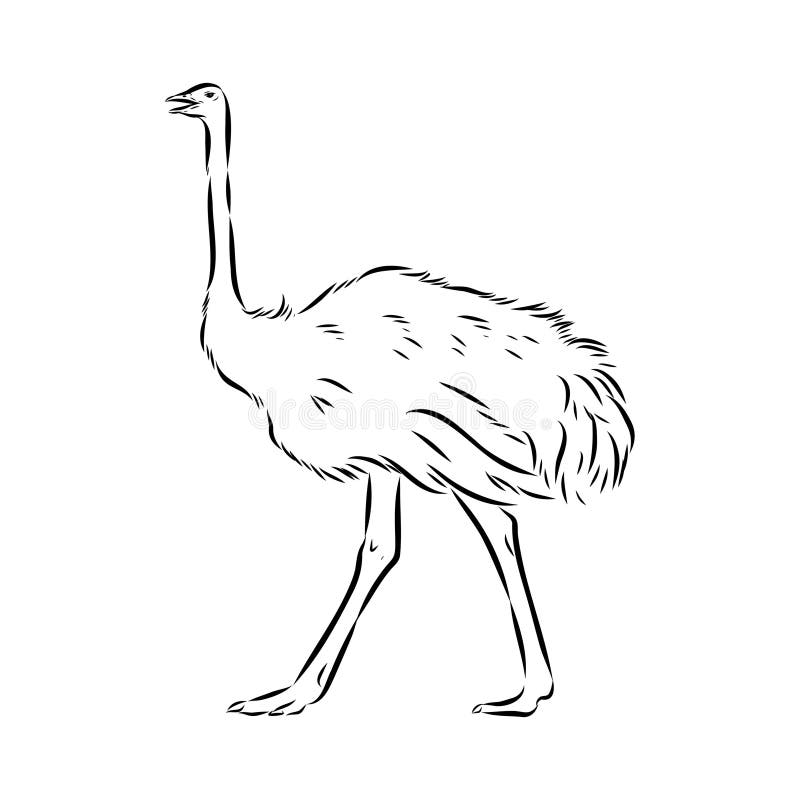 Ostrich Hand Drawn Vector Animal Illustration Ostrich Vector Stock ...