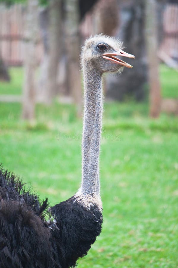 Angry Ostrich Head, Funny Ostrich. Aggressive Ostrich. Angry Bird ...