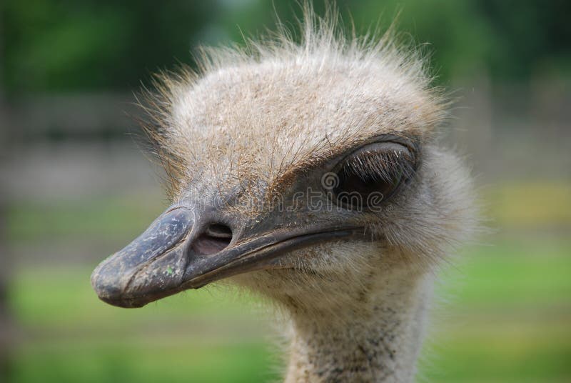 187 Stupid Ostrich Stock Photos - Free & Royalty-Free Stock Photos from ...