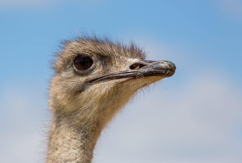 Cute Baby Ostrich stock photo. Image of wilderness, young - 17022892