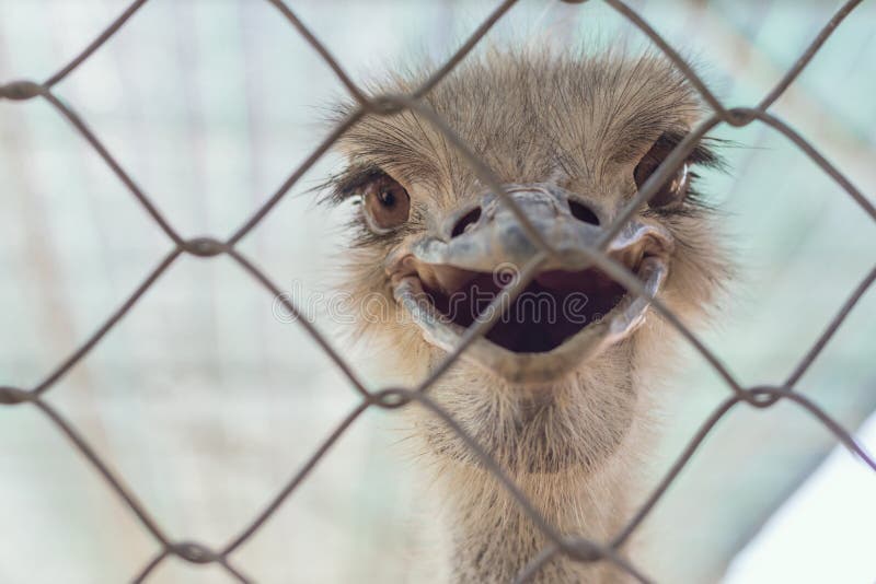 Ostrich Head Behind the Bars of a Cage Stock Image - Image of cute ...