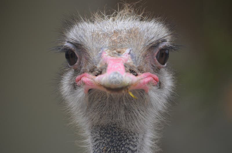 Emu Sleeping Stock Photos - Free & Royalty-Free Stock Photos from ...
