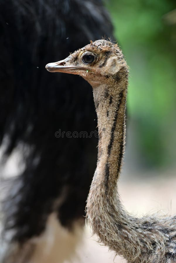 Ostrich head stock photo. Image of wild, flightless, hairy - 42847834