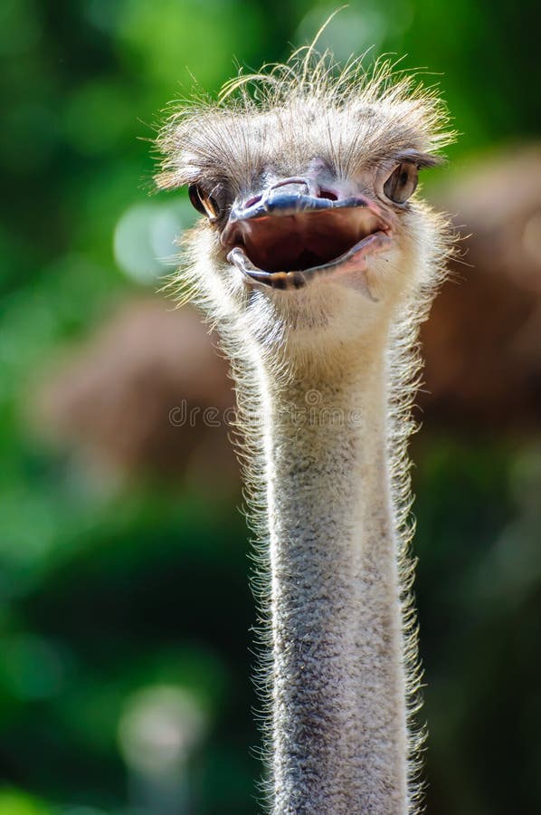 Ostrich head stock photo. Image of bird, wild, fauna - 32302168