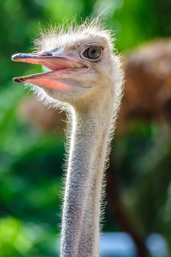 Ostrich head stock photo. Image of closeup, head, ostrich - 32302222