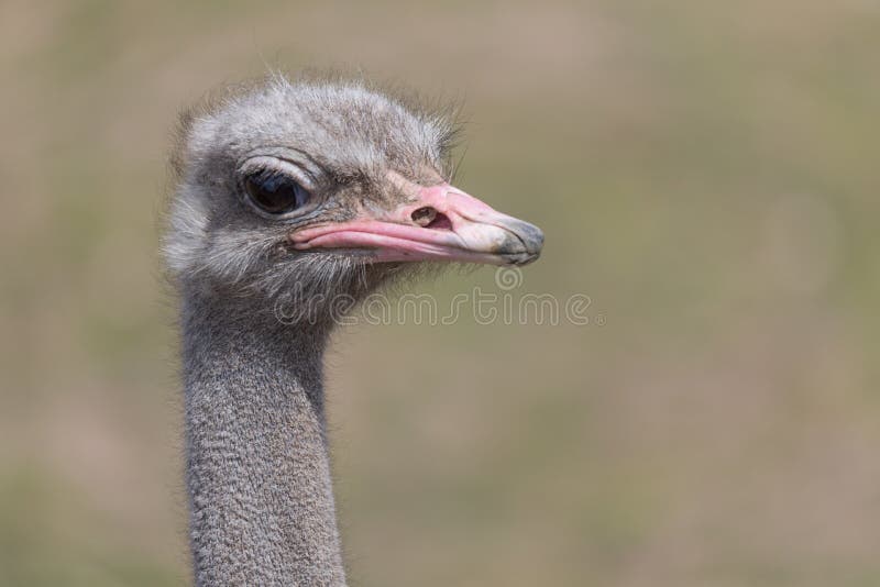 Ostrich head stock image. Image of view, vertebrate, side - 92369795
