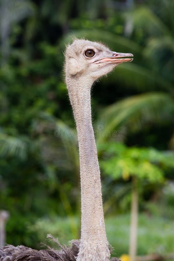 Ostrich head stock image. Image of nature, long, hair - 36230837